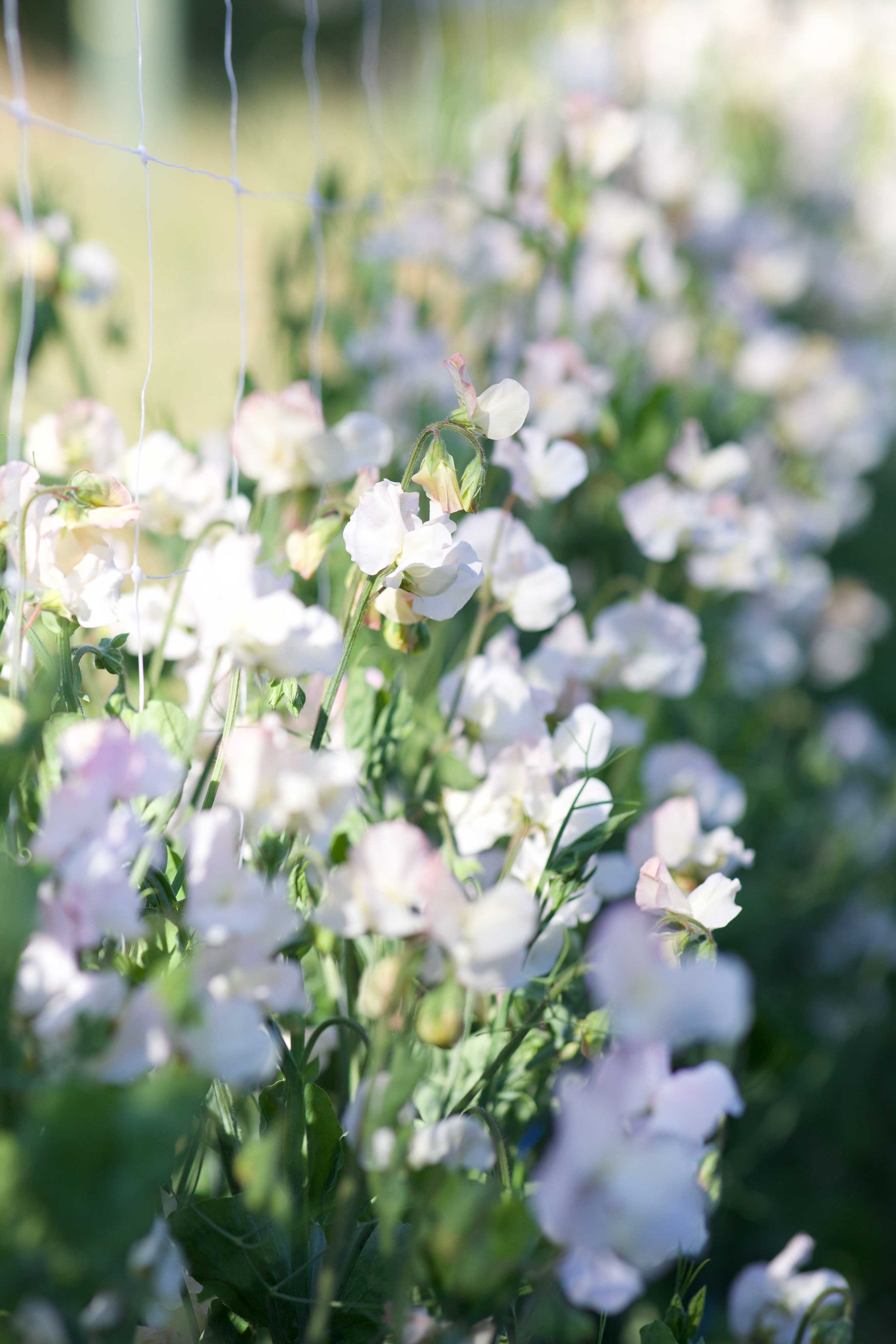 Sweet Pea Seeds