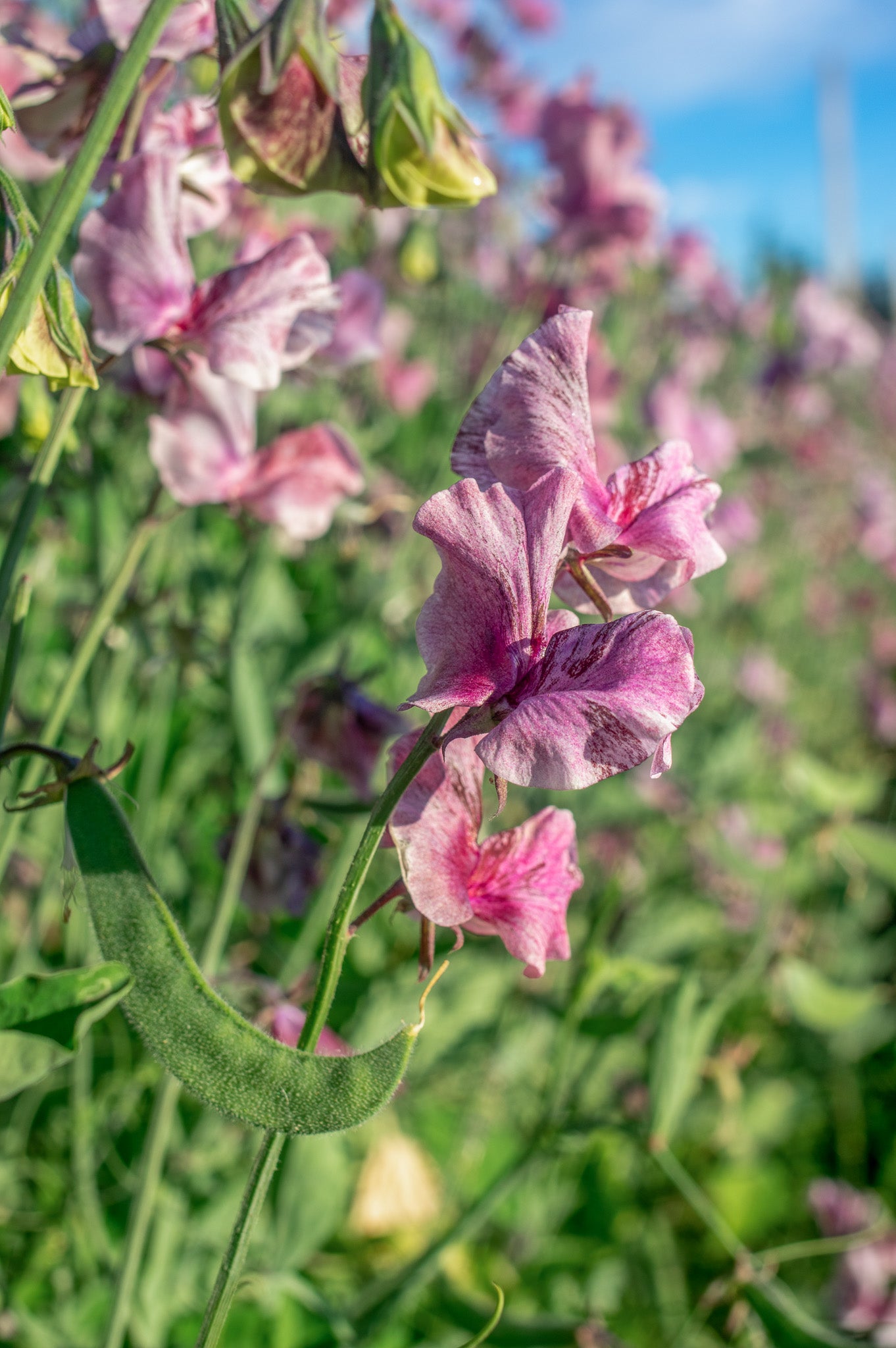 Sweet Pea Suzy Z