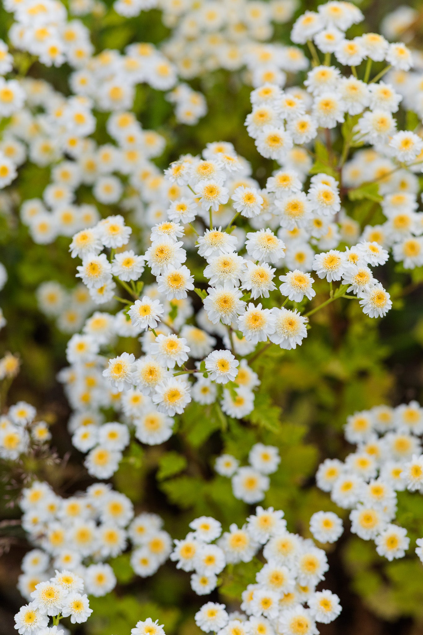 Feverfew Tetra White